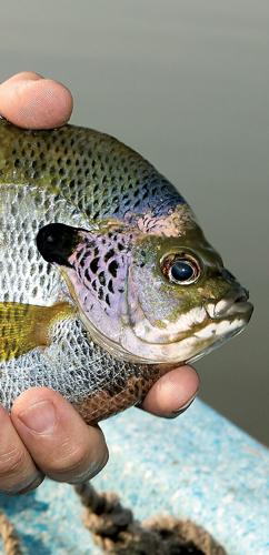 Popper and dropper | Waterline | yoursun.com