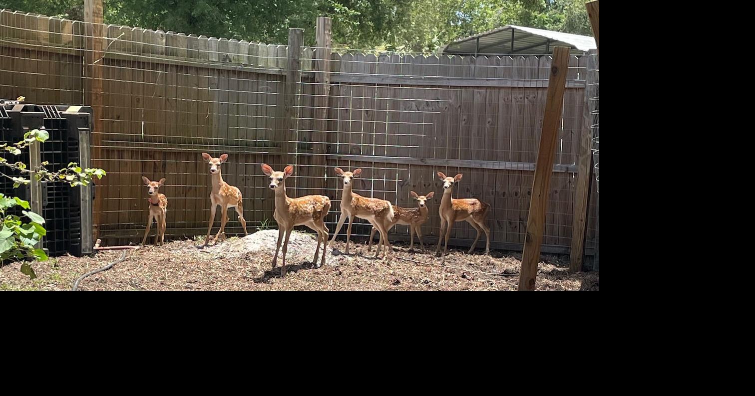 WATERLINE: Wildlife Center of Southwest Florida starts construction on expanded 'deer run ...