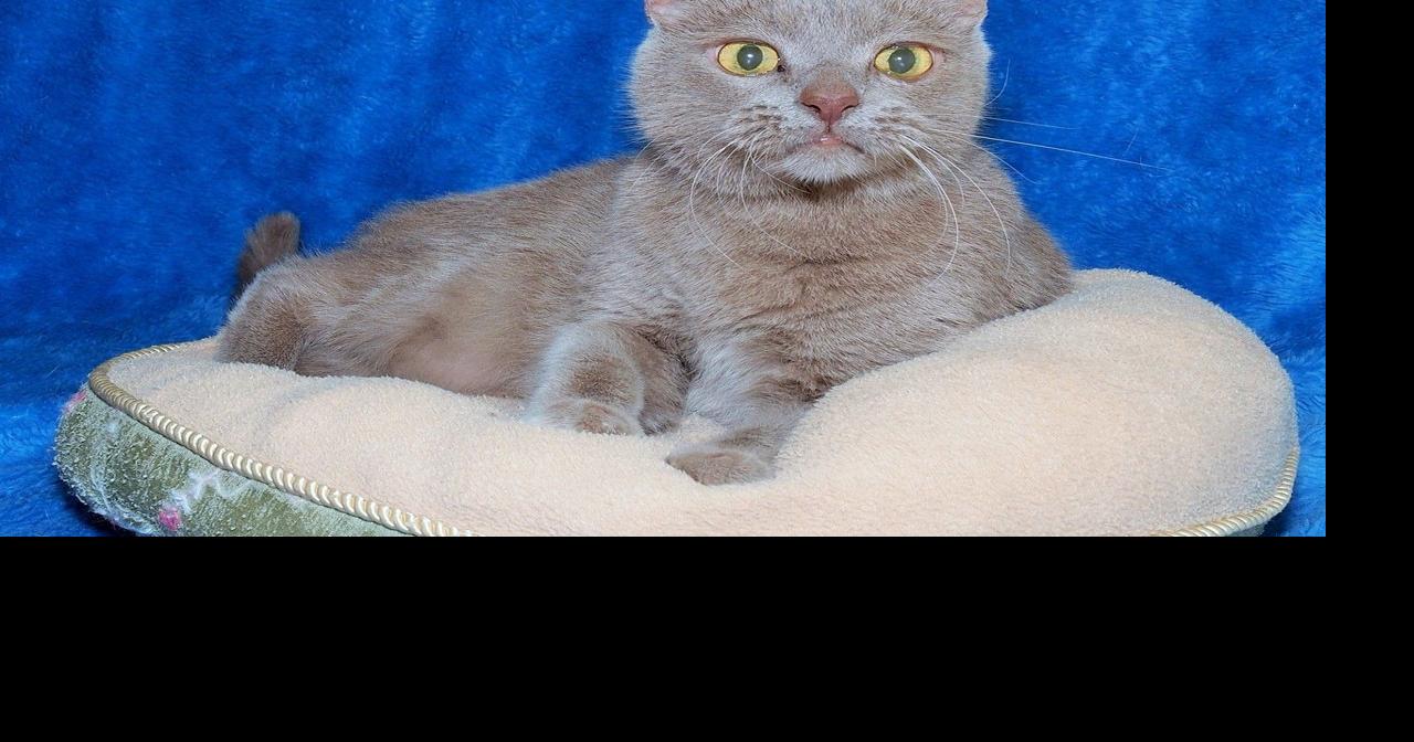 AWL Pet of the Week | News Archives | yoursun.com