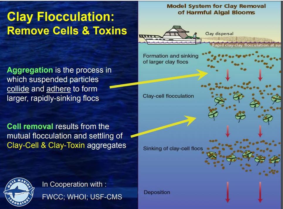Scientists struggle to find red tide's Achilles heel | News | yoursun.com