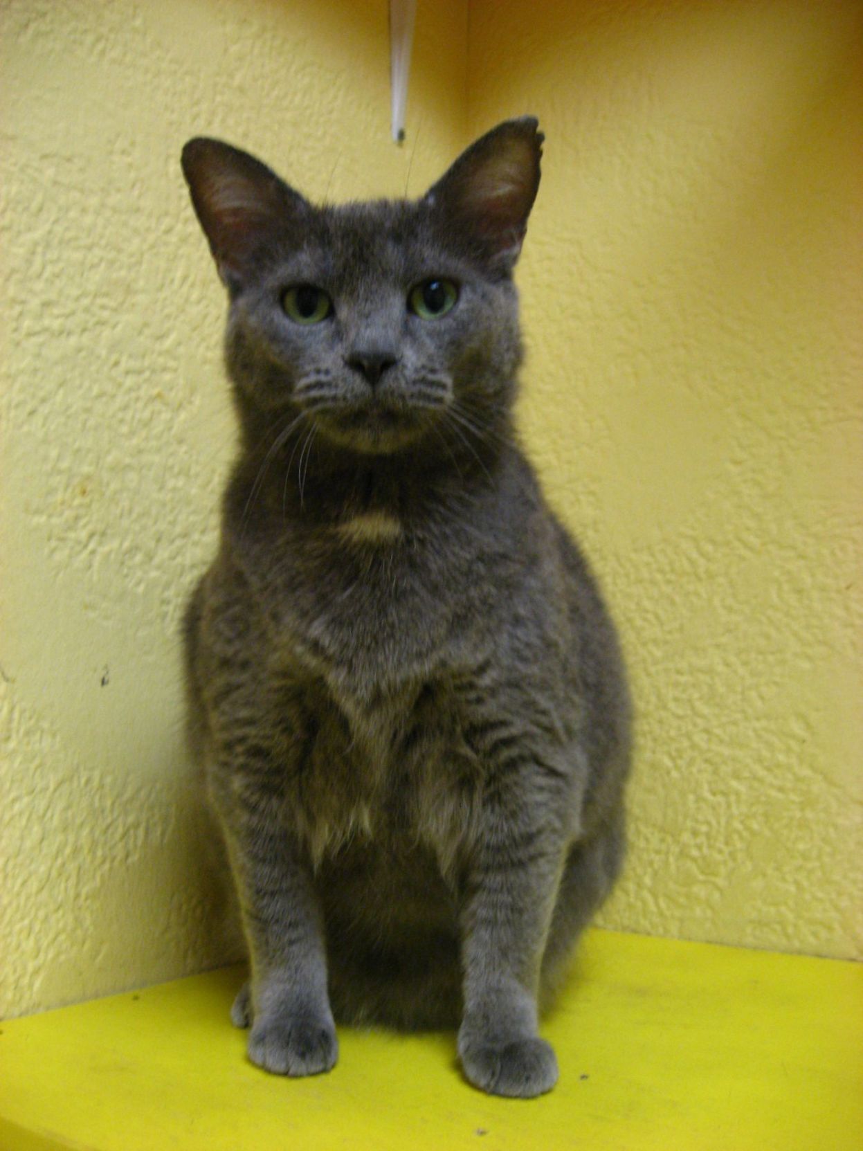AWL pets of the week | News Archives | yoursun.com