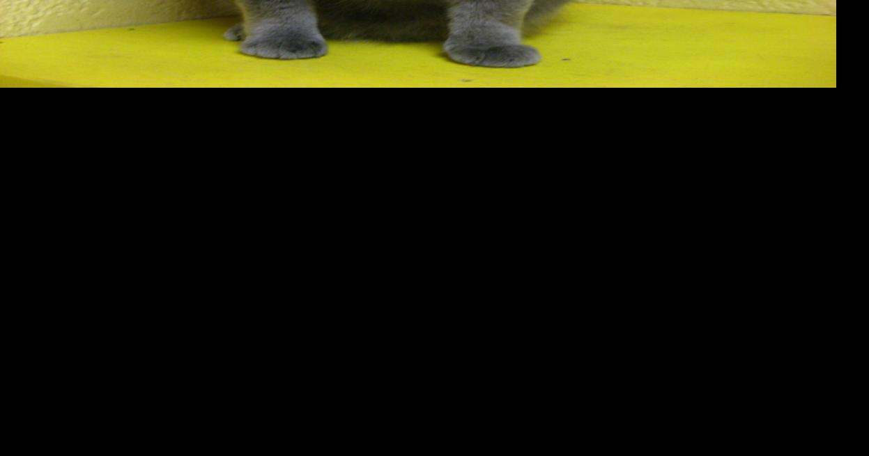 AWL pets of the week | News Archives | yoursun.com