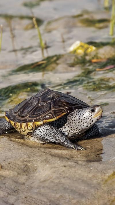 Of traps and terrapins | Waterline | yoursun.com