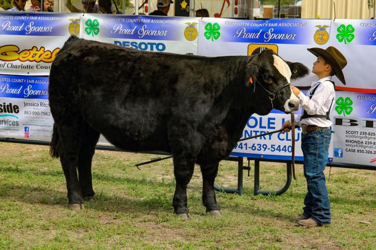 Livestock show largest in fair's history | Port Charlotte News ...