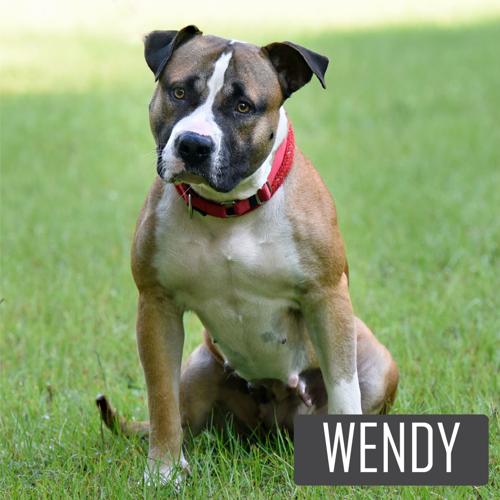 Pets of the Week: Animal Welfare League presents Little Girl and Wendy ...