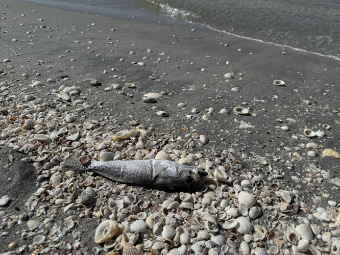 Red tide returns? Large bloom reported, along with fish kills | News ...