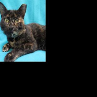 AWL Pet of the Week | News Archives | yoursun.com