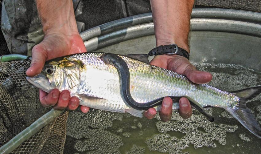 Expanding your fish vocabulary | Waterline | yoursun.com