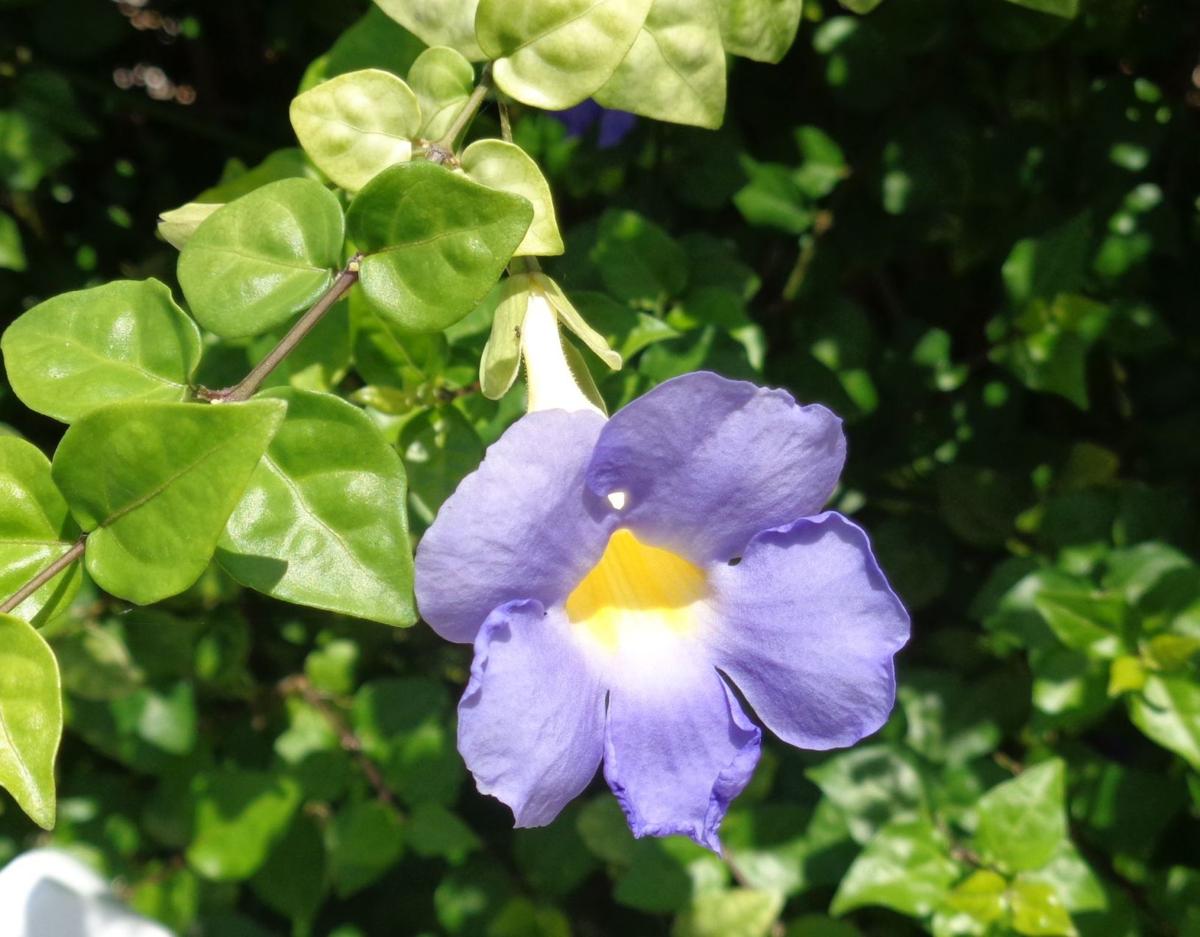 The king’s mantle – royalty in your landscape | Features | yoursun.com