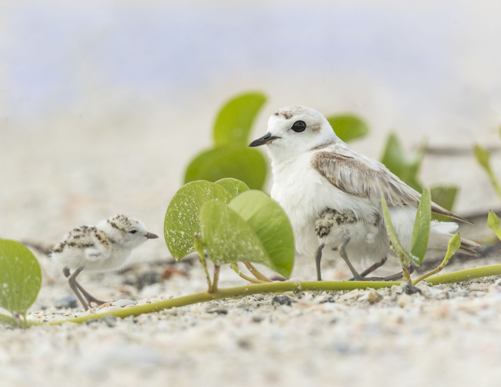Shhhhh: Gulf beaches are nesting sites for shore birds | News | yoursun.com