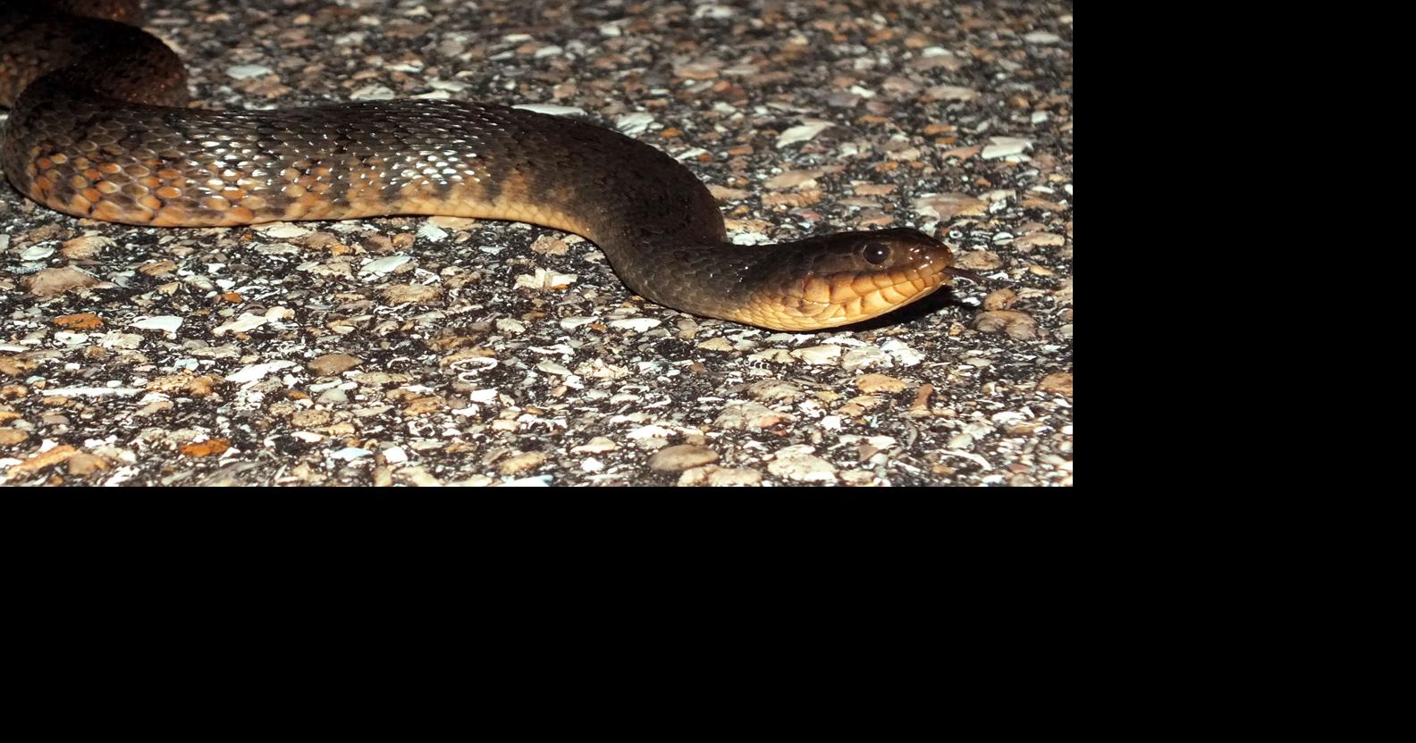 Snakes. Snakes everywhere. | Waterline | yoursun.com