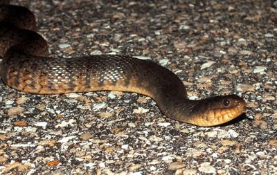 Snakes. Snakes everywhere. | Waterline | yoursun.com