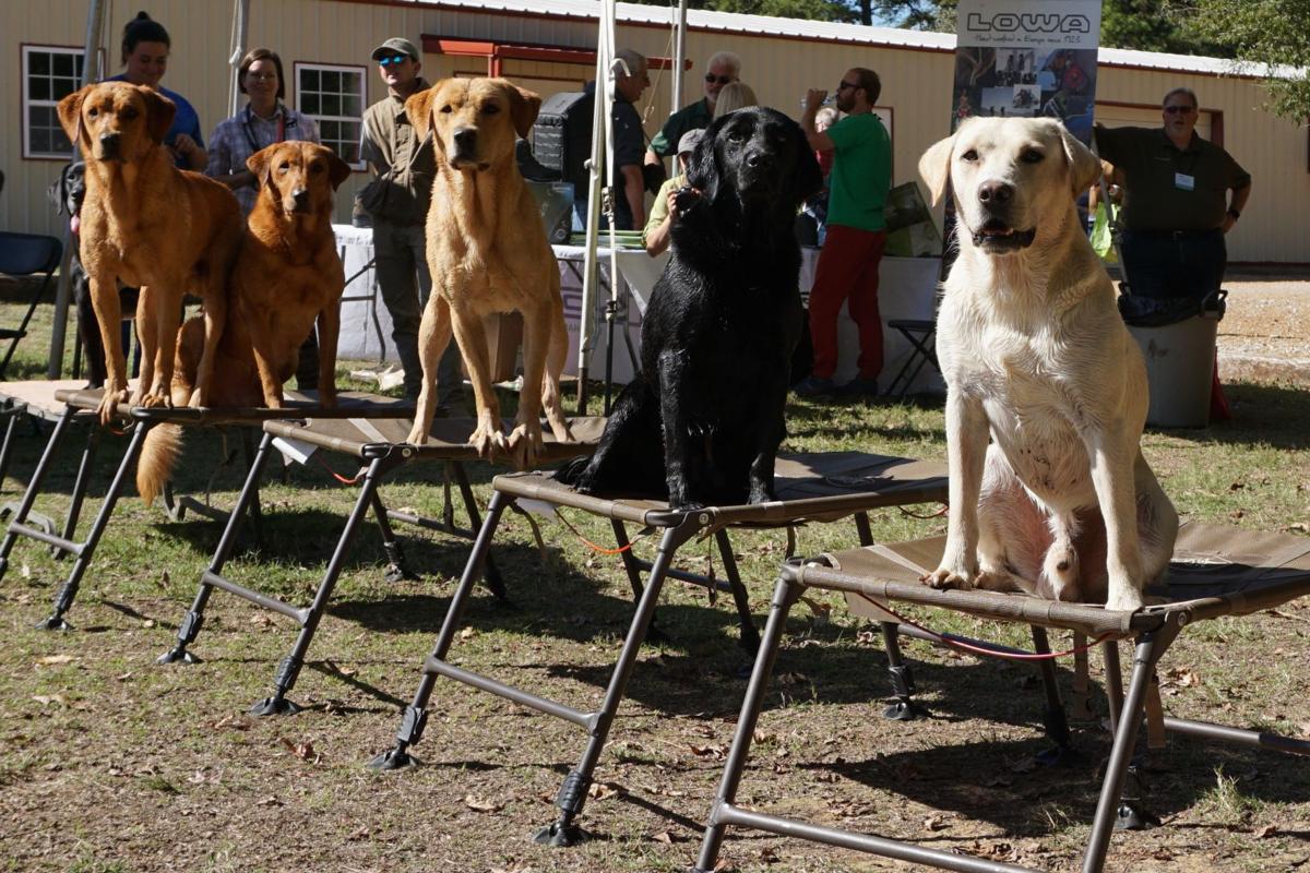 Wildrose Kennels trains adventure dogs | Features | yoursun.com