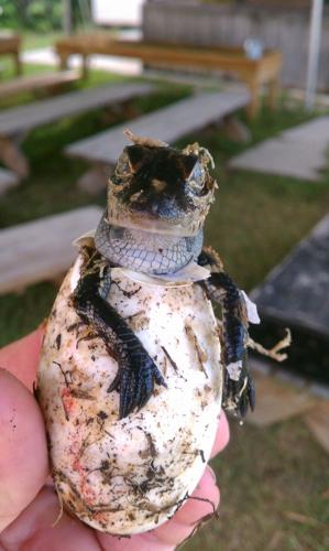 Gatorama’s Hatching Festival | Go! | yoursun.com