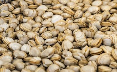 Clams for clean water? | Waterline | yoursun.com