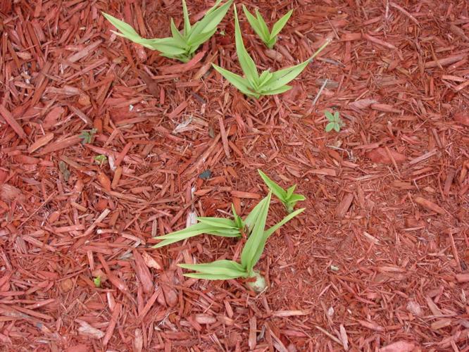 Invasive orchid resurgence in Charlotte County | News Archives ...