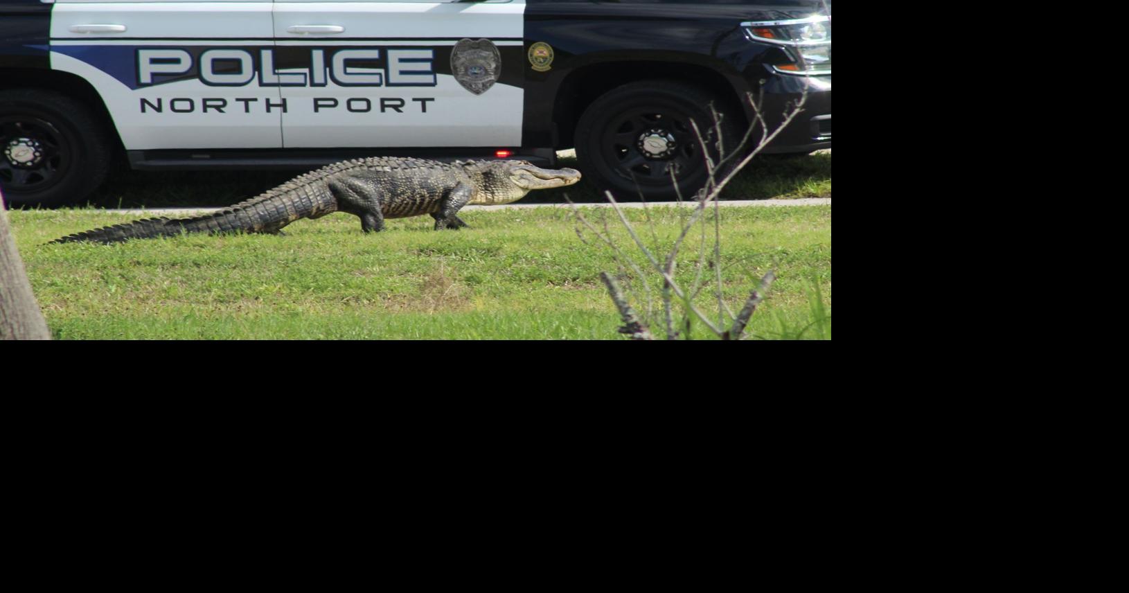 Stray gator gets police escort in North Port | News | yoursun.com