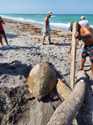 Nesting off to fast start: Turtle patrollers, residents help free ...