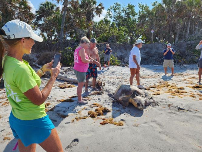 Nesting off to fast start: Turtle patrollers, residents help free ...
