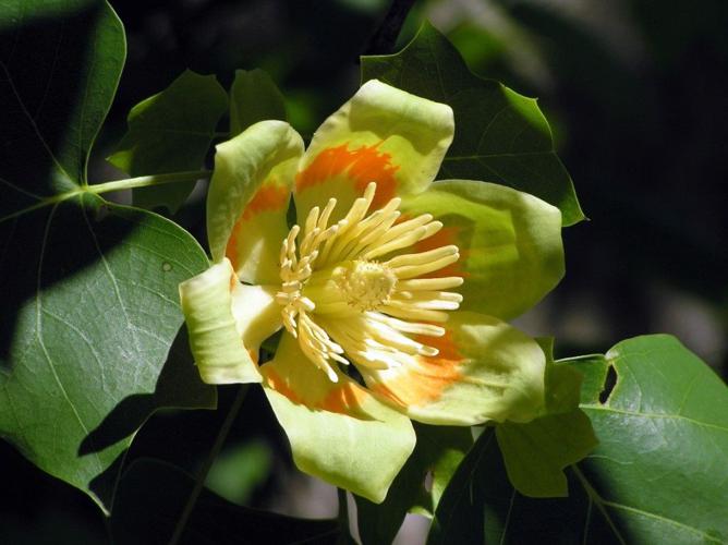 Flower evolution on display in the backyard | News Archives | yoursun.com