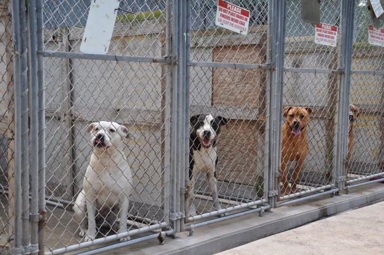 Humane Society visits Morning Rotary | Newsarchives | yoursun.com