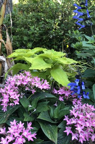 Sunstar pentas 2020 debut timed for pollinators | Daily Break | yoursun.com