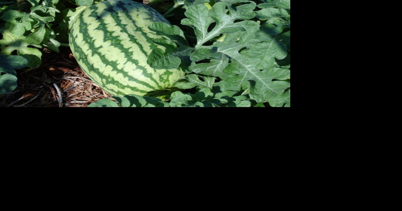 Wow! Watermelons! | News Archives | yoursun.com