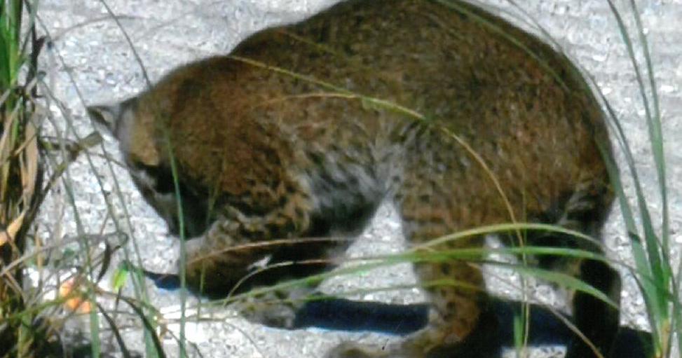 Rare beach bobcat sighting | News Archives | yoursun.com