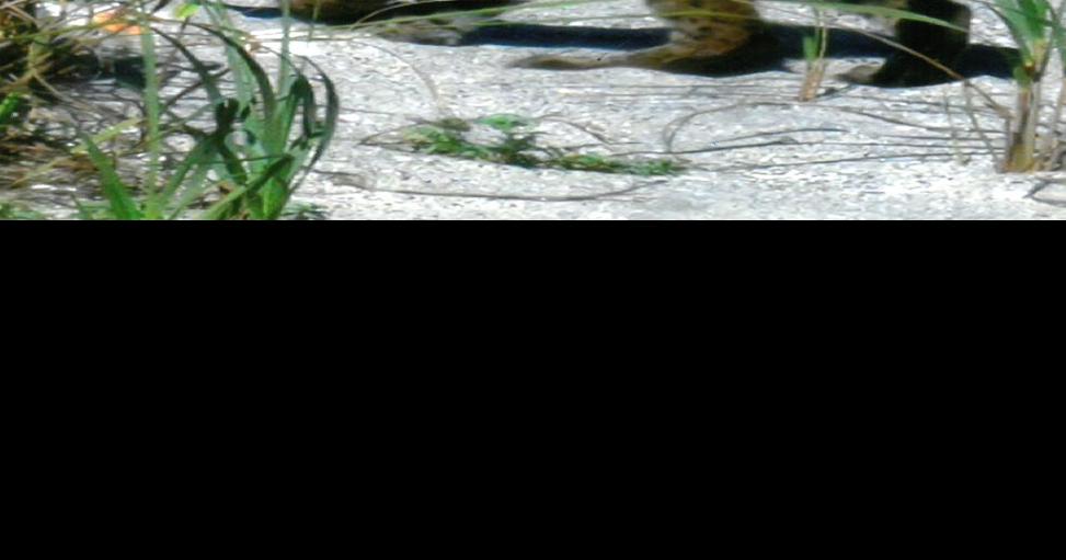 Rare beach bobcat sighting | News Archives | yoursun.com