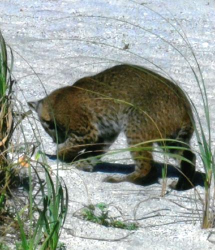 Rare beach bobcat sighting | News Archives | yoursun.com