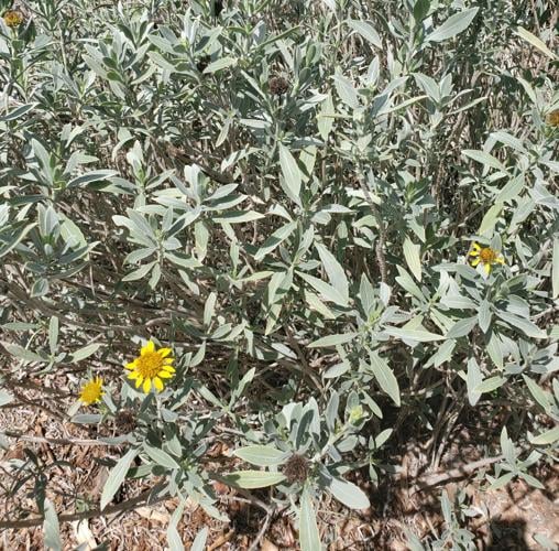 COLUMN: Look for the sea oxeye daisy, a colorful native plant | Port ...