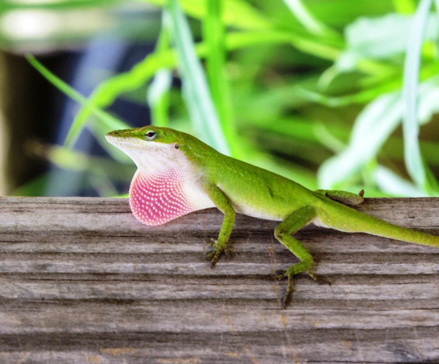 Those little lizards: Brown anoles are right at home in Southwest ...
