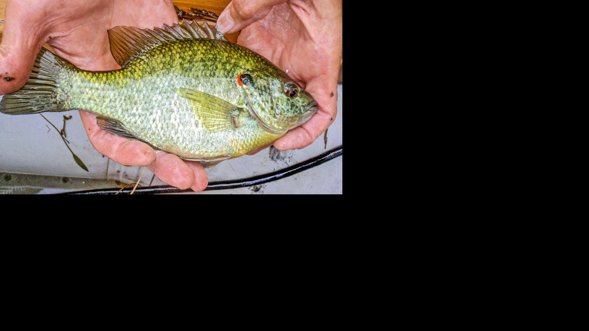 Get crackin' on shellcracker | Waterline | yoursun.com