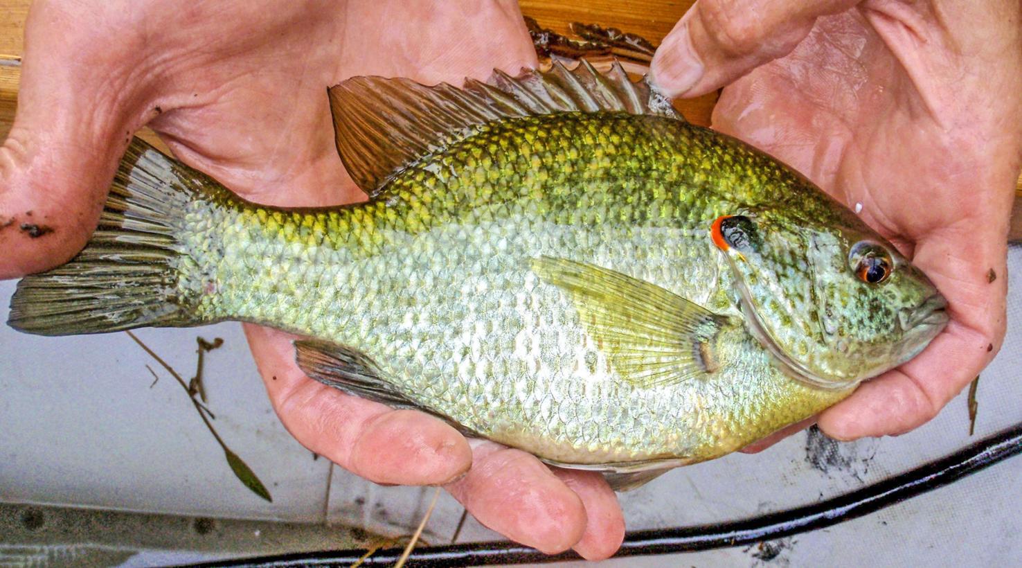 Get crackin' on shellcracker | Waterline | yoursun.com