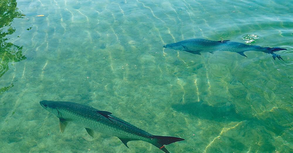 How to spot a fish | Waterline | yoursun.com