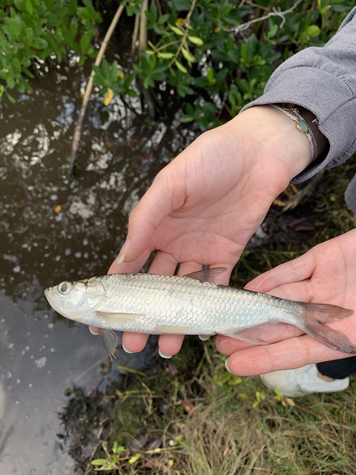 Talking tarpon: Bonefish & Tarpon Trust work to restore habitats | News ...