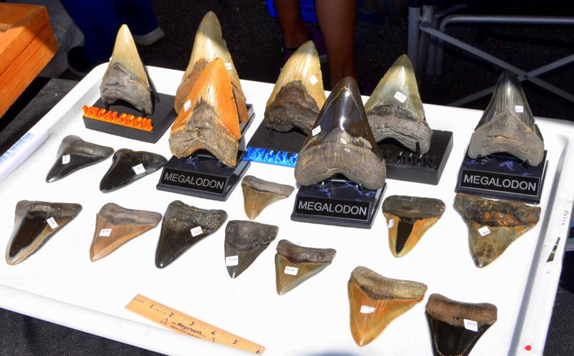Thousands attend 2024 Sharks Tooth Festival | News | yoursun.com