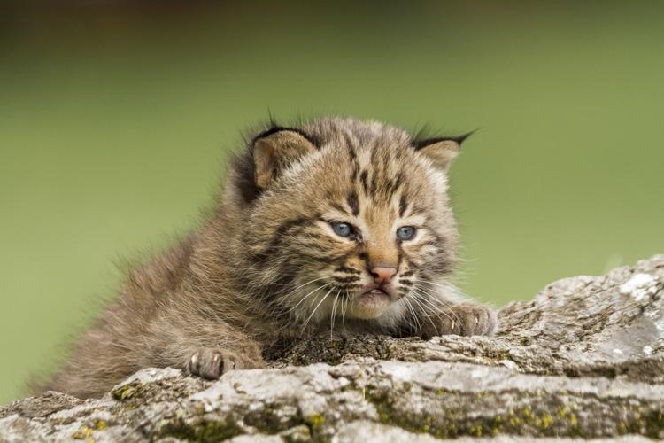 Beautiful bobcats abound | News Archives | yoursun.com