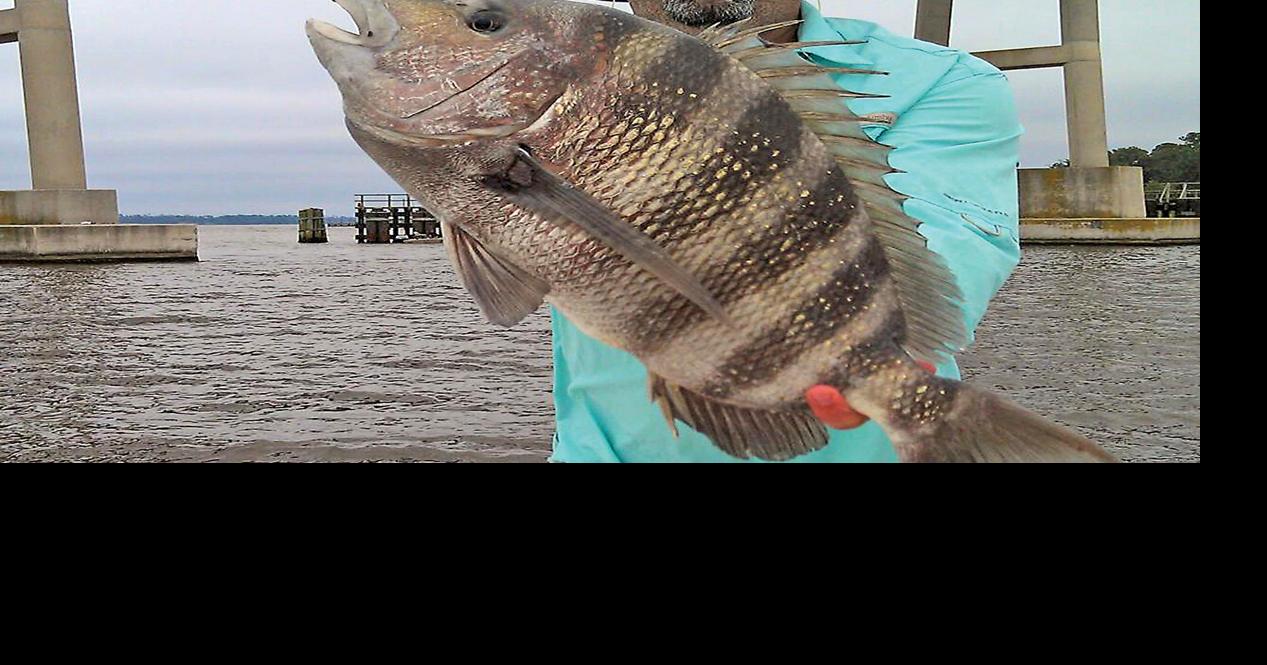 How to hook a sheepie | Waterline | yoursun.com