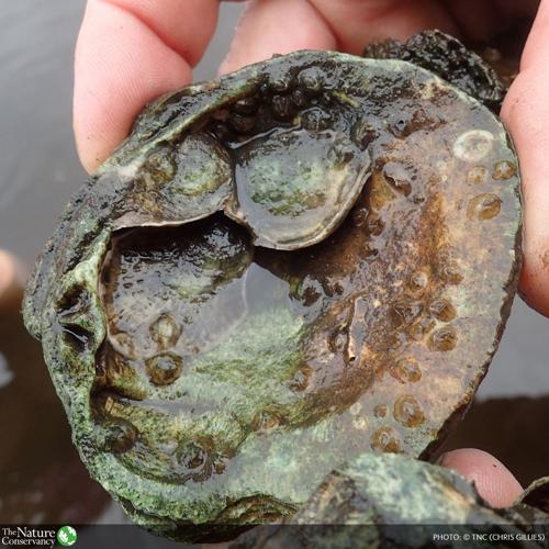 Reef restoration brings big oyster numbers | News Archives | yoursun.com
