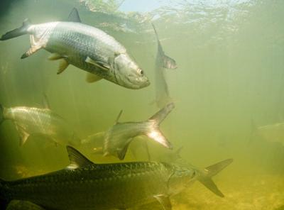 The kings of spring: If you thought summer was tarpon time, think again ...
