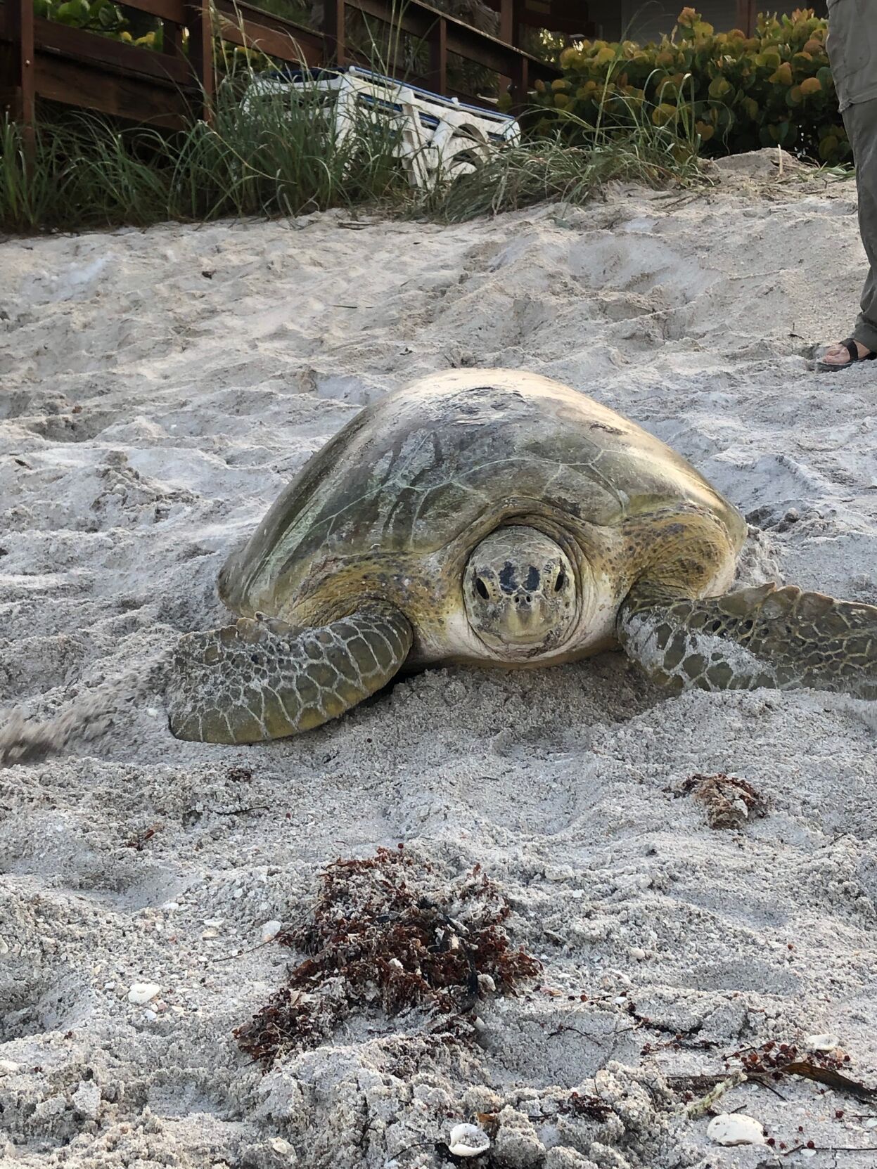Sea turtles pre-gaming the 2024 nesting season | News | yoursun.com