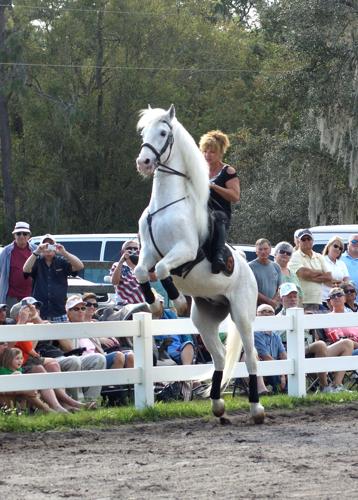 Royal Lipizzan Stallions fundraiser | Let's Go! | yoursun.com