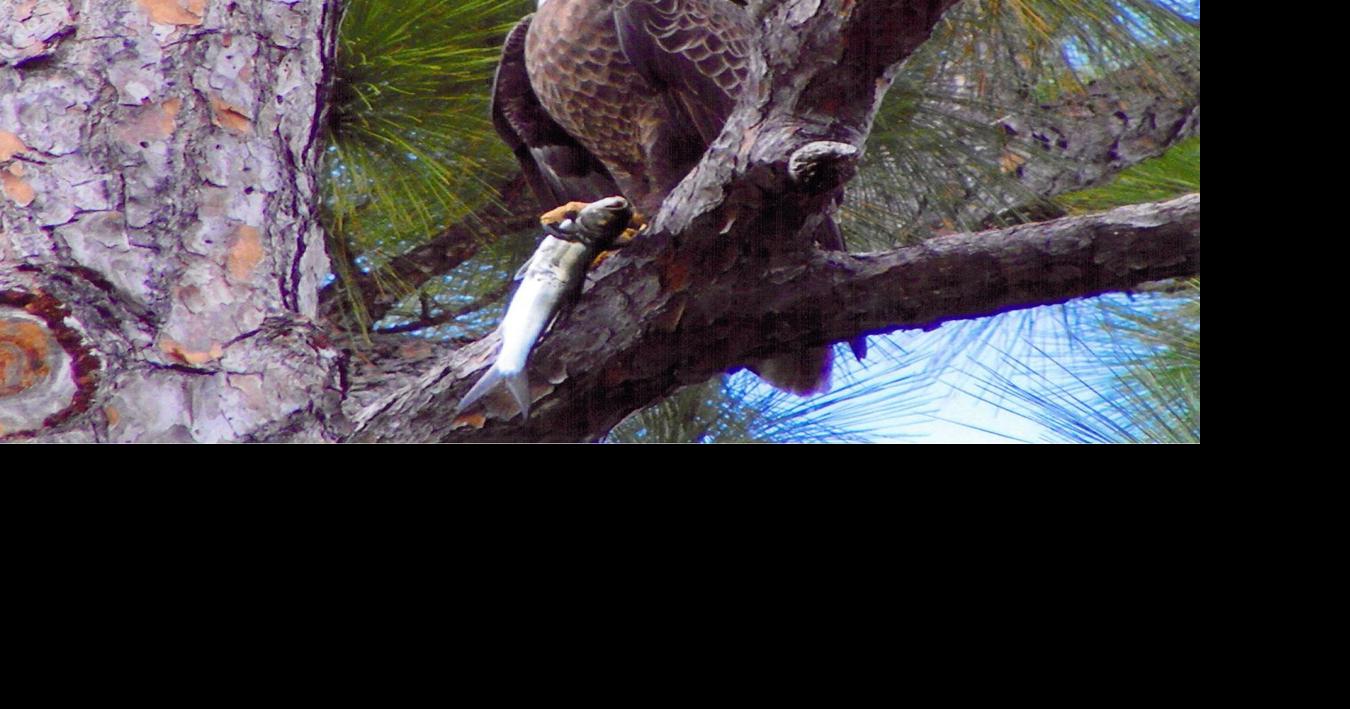 Bird-watching shutterbug | News Archives | yoursun.com