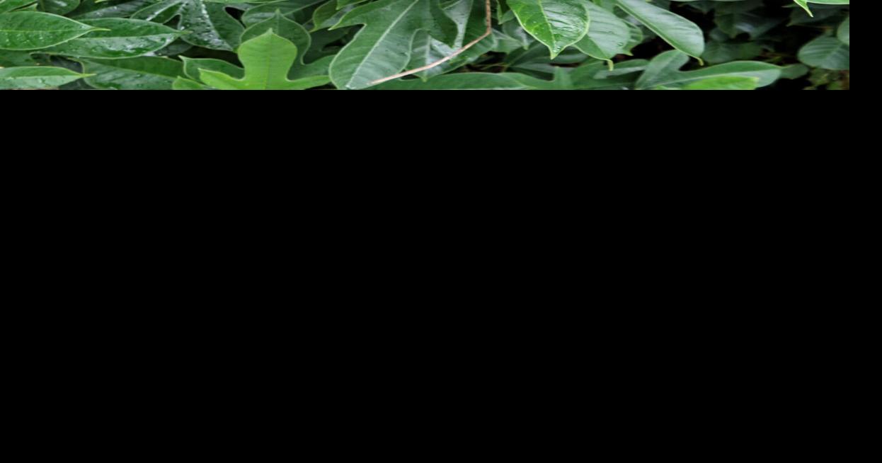 Column: A tried and true flowering shrub – the Jatropha | News ...