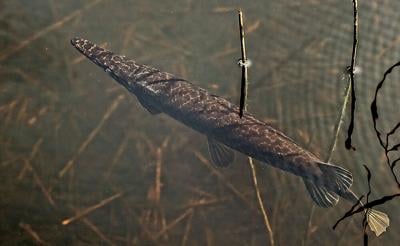 Let’s go catch a gar | Waterline | yoursun.com