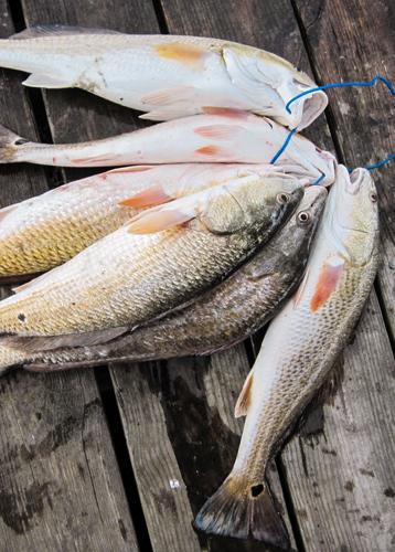 Times have changed: Tales from the good old days of redfishing ...