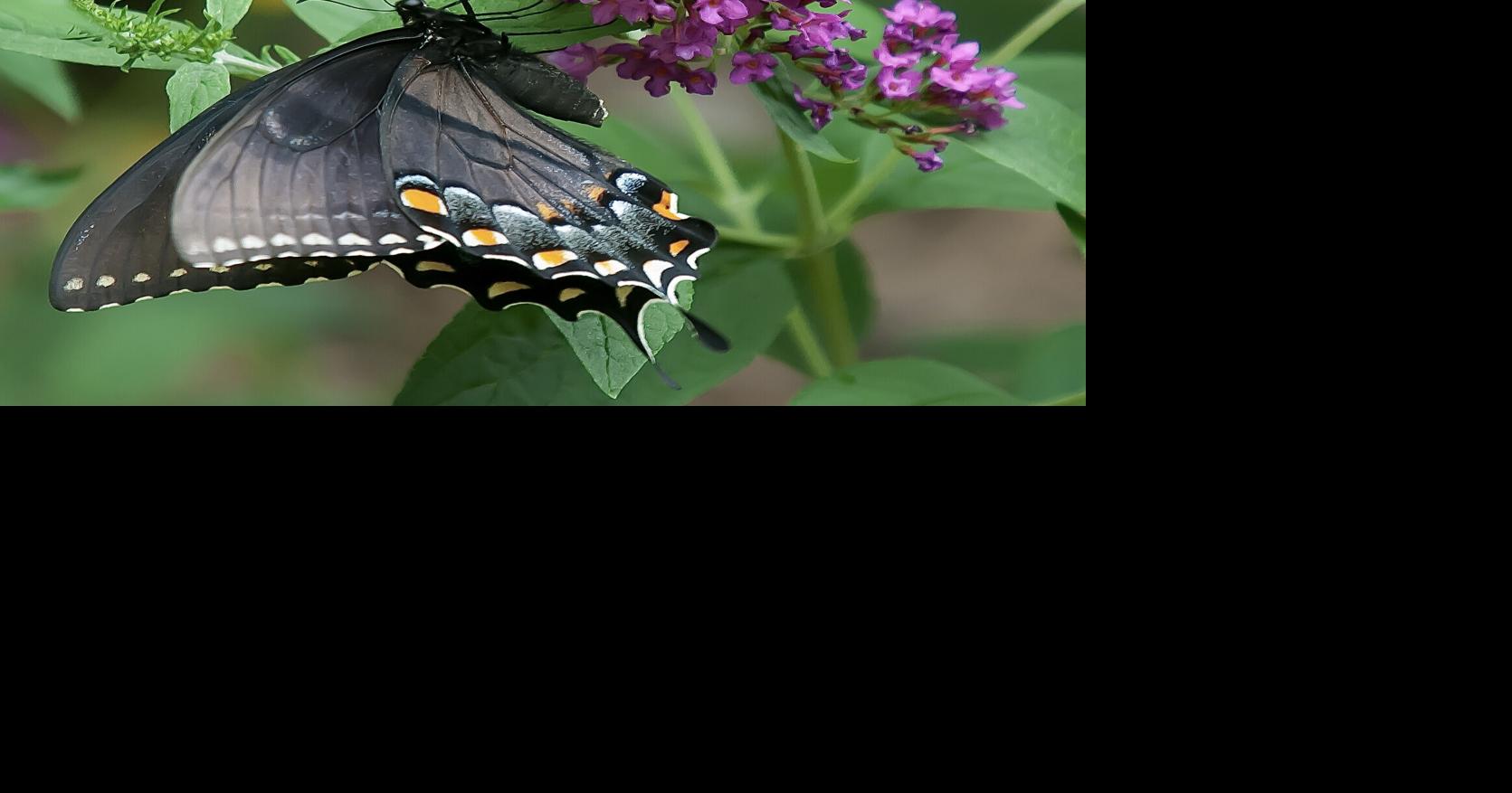 Lo & Behold the Ruby Chip butterfly bush produces nonstop blooms ...