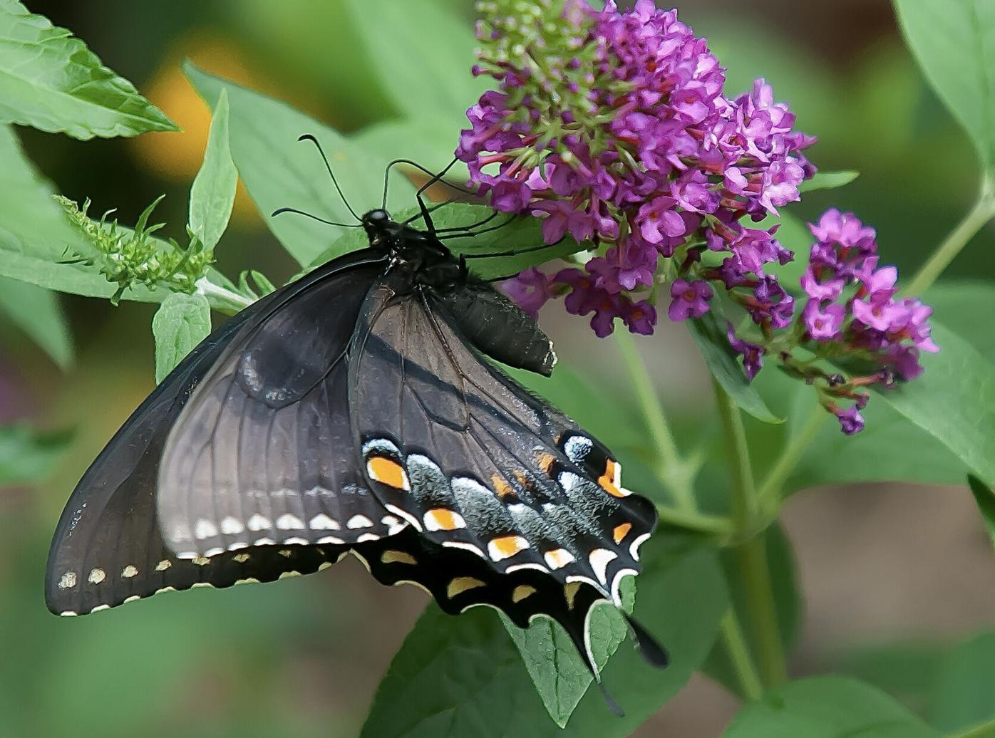 Lo & Behold the Ruby Chip butterfly bush produces nonstop blooms ...