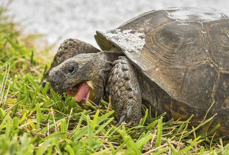 Happy Gopher Tortoise Day to all who celebrate | Port Charlotte News ...